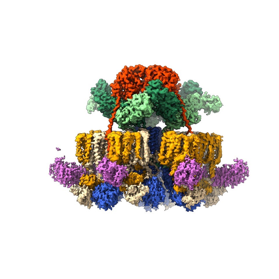 DESY News: Atomic structure of the type 7 secretion system of the ...
